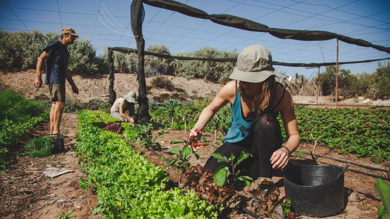 Live and Learn on Organic Farms - WWOOF Spain