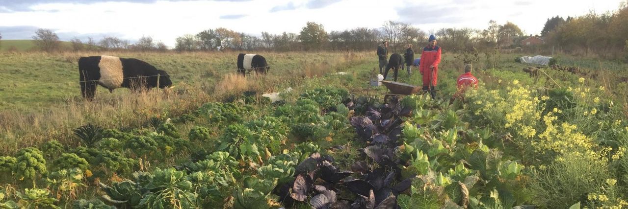 Vivre et apprendre dans des fermes bio et paysannes - WWOOF Denmark