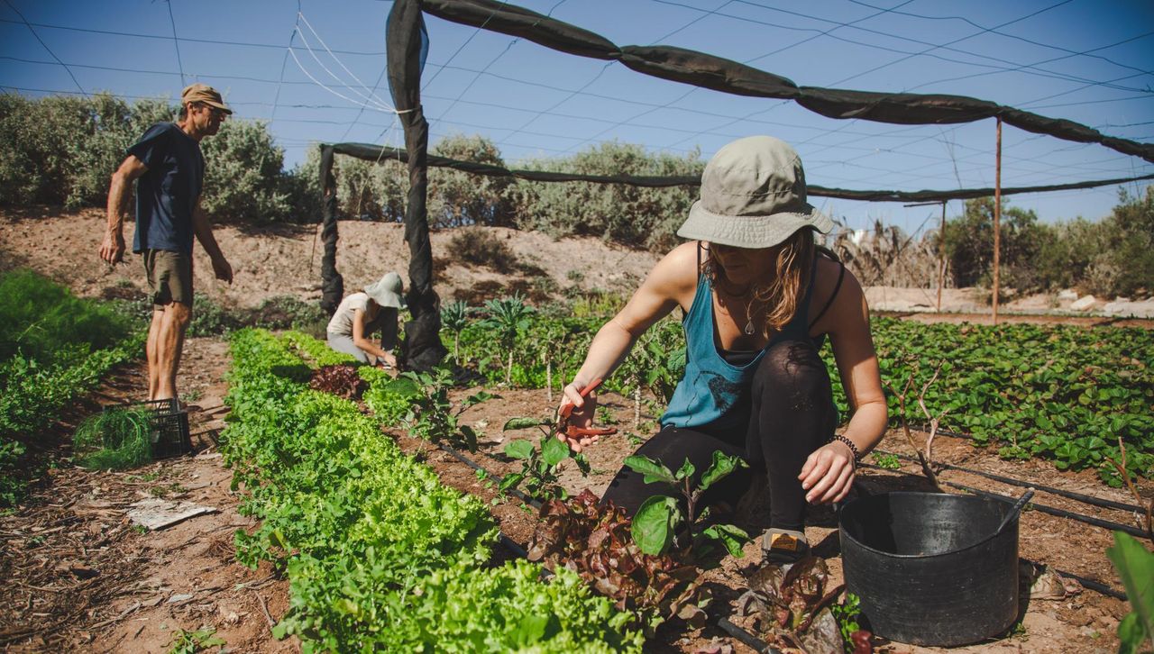 Live and Learn on Organic Farms - WWOOF Spain